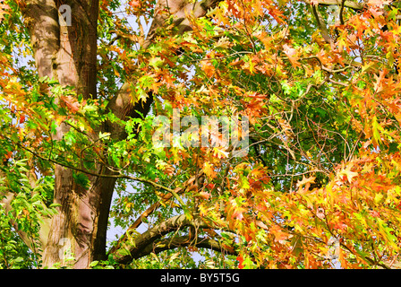 Oak leaf cluster 11 Stock Photo - Alamy