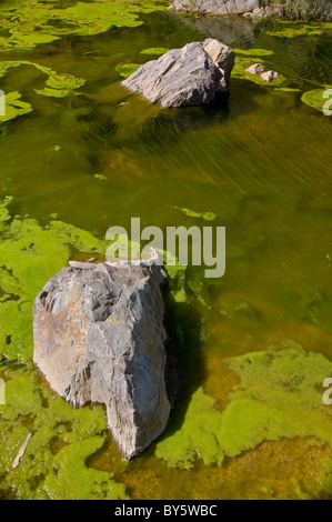 desert pond in the red center desert, northern territory australia ...