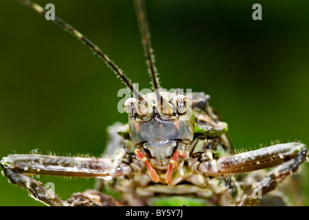 Moss Katydid "Haemodiasma tessellata" from Costa Rica Stock Photo - Alamy
