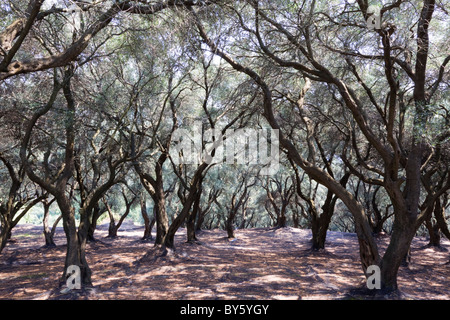 Olive tree, Corfu Stock Photo - Alamy