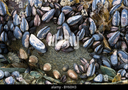 Common Mussel (Mytilus edulis) adults, group on rocky shore South of ...