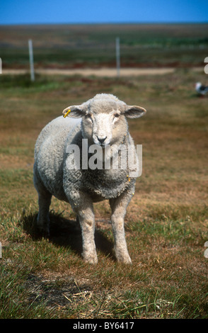Corriedale Sheep and Lamb Stock Photo - Alamy