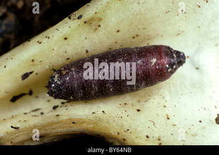 Parasitic rove beetle (Aleochara bilineata) with cabbage root fly pupa ...