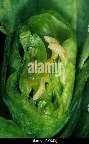 Pea midge Contarinia pisi larvae on a pea flower bud Stock Photo - Alamy