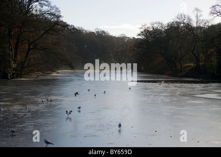 Ducks at Raby Mere in winter when the mere is frozen Stock Photo - Alamy