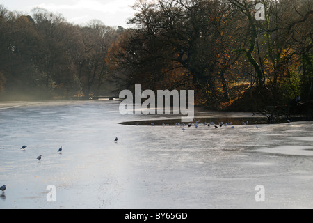 Ducks at Raby Mere in winter when the mere is frozen Stock Photo - Alamy