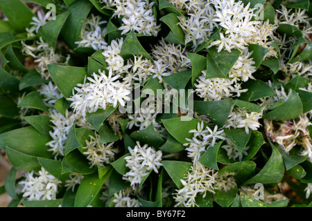 Polyxena, Polyxena ensifolia, Hyacinthaceae, Cape Province, South ...