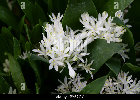 Polyxena, Polyxena ensifolia, Hyacinthaceae, Cape Province, South ...
