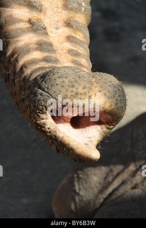 An Elephant and its trunk Stock Photo - Alamy