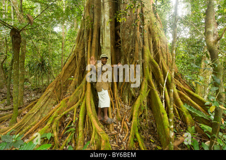 The trunk of a Strangler Fig, a.k.a. a Banyan Tree, (Ficus benghalensis ...