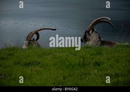 Two goats near the Slate Museum at Llanberis in North Wales Stock Photo ...