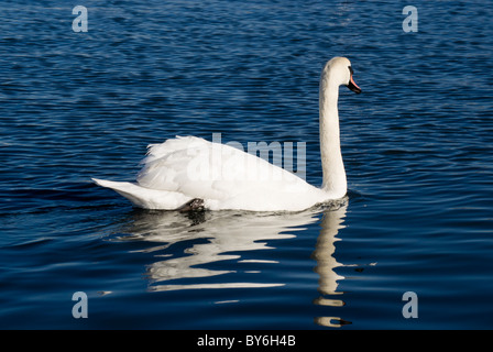 Mute swans on a boating lake at Goodrington Sands, South Devon Stock ...