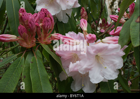 Rhododendron Loderi 'King George'. Large shrub with white flowers ...