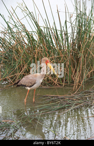 close up of a yellow billed stork, a large bird native to Africa seen ...