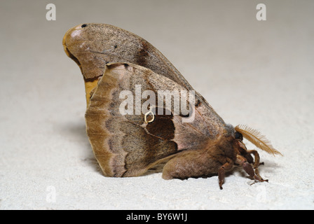 Giant silk moth cocoon Antheraea polyphemus on red maple branch Stock ...