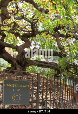 Camperdown Elm Tree Stock Photo - Alamy