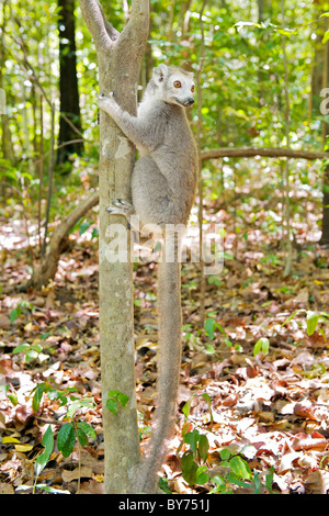 Northern Madagascar, A female crowned lemur (Eulemur coronatus) eating ...