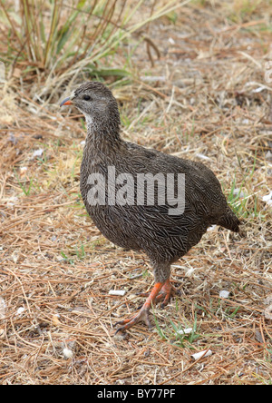 South Africa, Cape Francolin, Francolinus capensis Stock Photo - Alamy