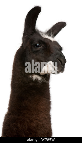 Llama, lama glama, portrait, front view, looking at camera Stock Photo ...