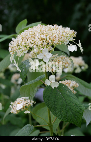 Hydrangea radiata Hydrangea radiata Stock Photo - Alamy