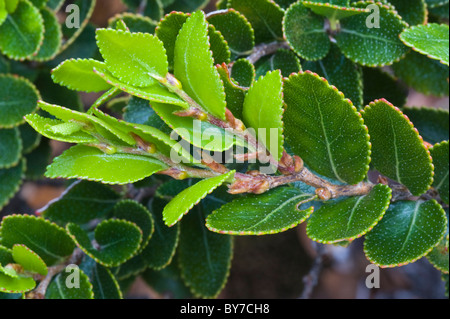 Coigue southern beech tree Nothofagus betuloides Lago Grey area Torres ...