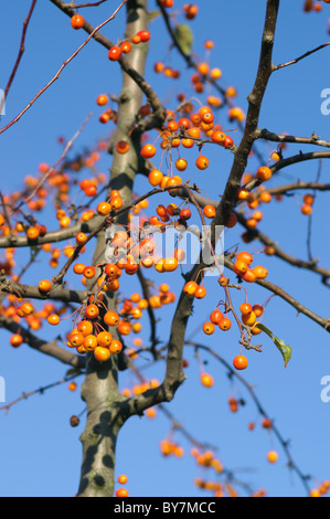 Malus 'Butterball' (Crab apple tree), autumn Stock Photo - Alamy