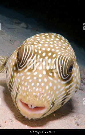 White-spotted puffer, Broadbarred toadfish, Stars and stripes puffer ...