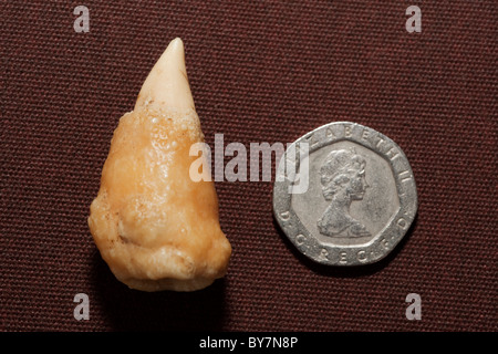 Tooth of a male Longmans Beaked Whale, Indopacetus pacificus, stranded ...