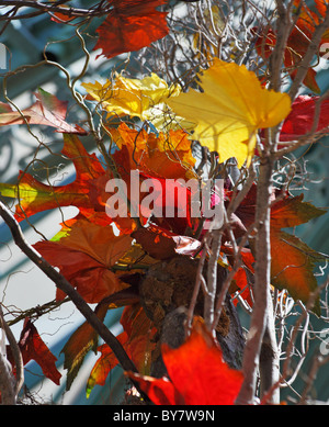Brown-red-orange maple leaves lying on the surface of a stream in a ...