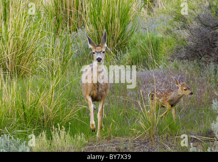 Mule Deer mother with newborn fawn Stock Photo - Alamy
