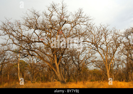 Defoliated semi-deciduous Leadwood tree Stock Photo - Alamy