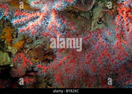 Red coral (Corallium rubrum) on reef, Mediterranean Sea, French Riviera ...