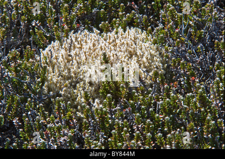 Racomitrium lanuginosum moss grows Ainsworth Bay a coastal inlet fed by ...