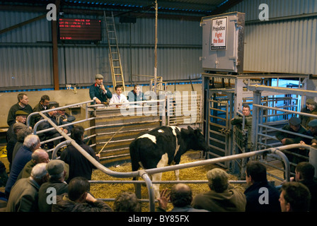 Cattle stock auction in ring at Newport cattle market South Wales UK ...