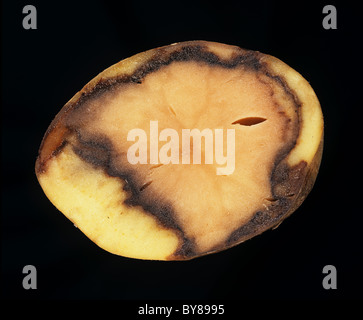 Bacterial soft rot (Pectobacterium carotovorum) lesion around puncture ...