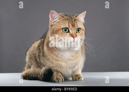 Gold British Shorthair Stock Photo - Alamy