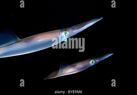 Common Squid - Loligo vulgaris Stock Photo - Alamy