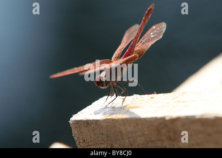 A Dragonfly captured at Akyaka Turkey Stock Photo - Alamy