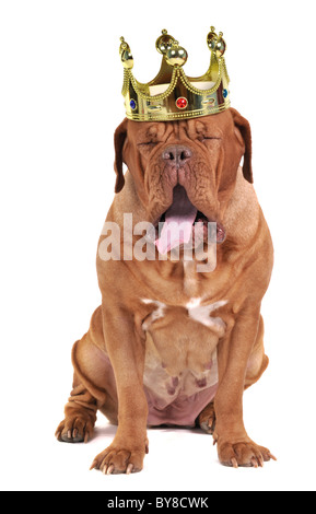 Boxer dog, yawning puppy Stock Photo - Alamy