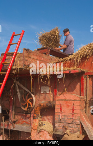 A man working on a Ransomes threshing machine showing movement and dust ...