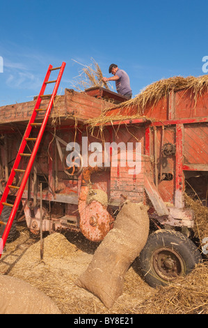 A man working on a Ransomes threshing machine showing movement and dust ...