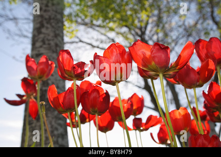 A low angle shot of a colorful red coral with a blue sea and a boat in ...