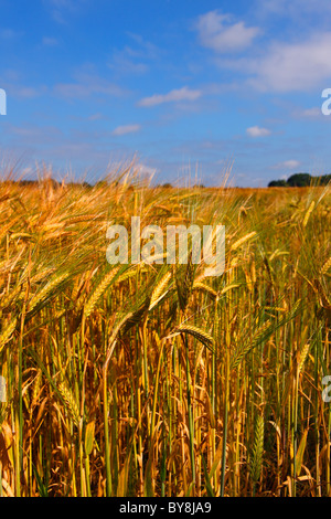 Ripe wheatfield in summer Stock Photo - Alamy