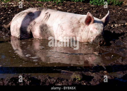 A pink pig wallowing in a mud bath England UK Stock Photo - Alamy