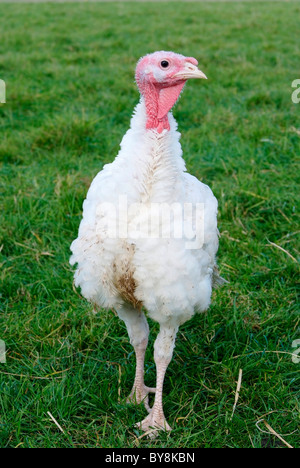 Young White Turkeys Stock Photo - Alamy