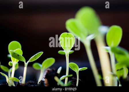 Seeding shoots coming up from the ground Stock Photo - Alamy