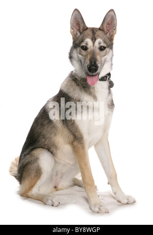 Tamaskan female dog Stock Photo - Alamy