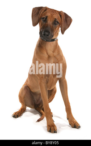 adult Rhodesian Ridgeback Stock Photo - Alamy