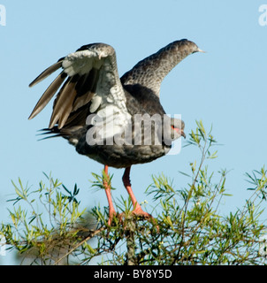 Southern Screamer (Chauna torquata) with open wings Stock Photo - Alamy