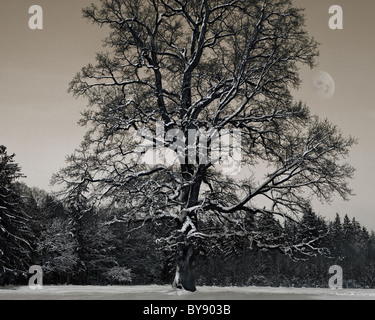 Germany. Winter landscape with single tree Stock Photo - Alamy